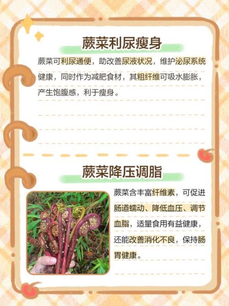 厥菜怎么做好吃_厥菜的功效与作用-第2张图片-山城妙识