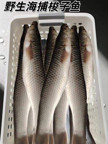 海梭鱼和河梭鱼有什么区别_哪个更好吃-第2张图片-山城妙识 海梭鱼和河梭鱼有什么区别_哪个更好吃-第2张图片-山城妙识