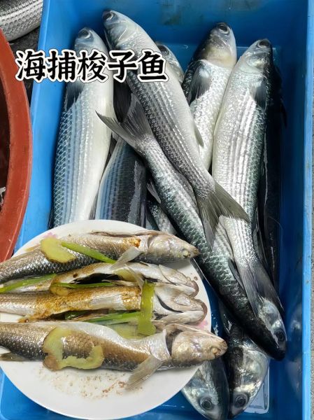 海梭鱼和河梭鱼有什么区别_哪个更好吃-第1张图片-山城妙识 海梭鱼和河梭鱼有什么区别_哪个更好吃-第1张图片-山城妙识