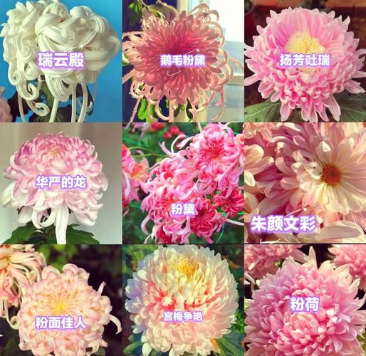 菊花品种有哪些_菊花品种怎么区分-第1张图片-山城妙识