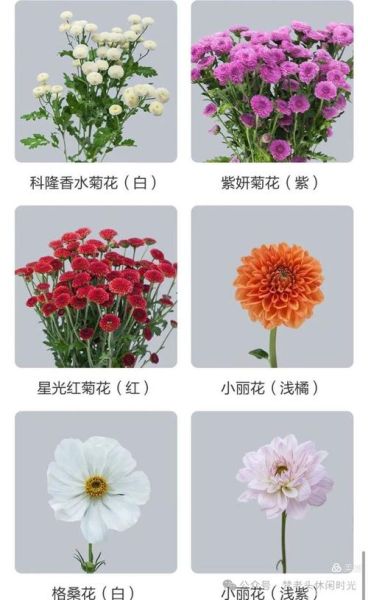 菊花品种有哪些_菊花品种怎么区分-第2张图片-山城妙识