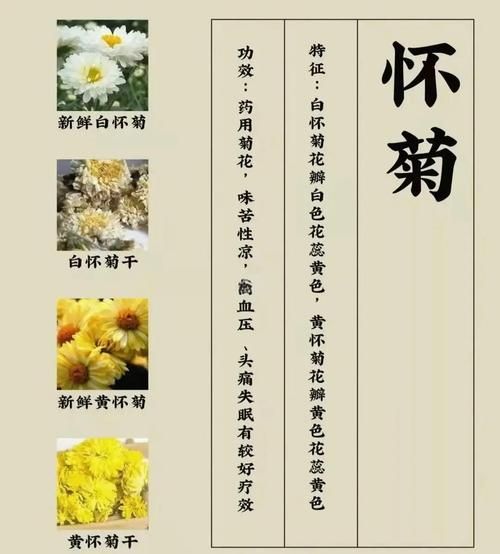 菊花品种有哪些_菊花品种怎么区分-第3张图片-山城妙识