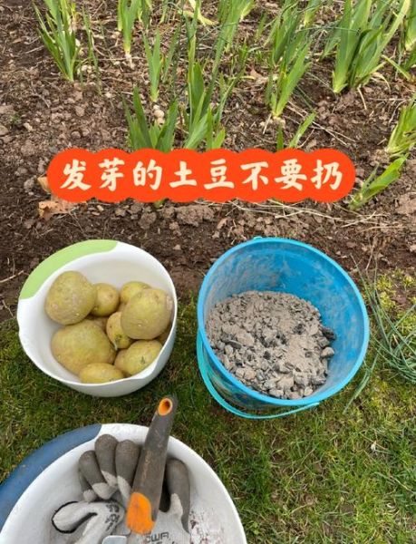 土豆发芽了怎么种植_发芽土豆能种吗-第1张图片-山城妙识