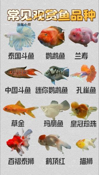 各种鱼类图片大全大图_高清观赏指南-第2张图片-山城妙识