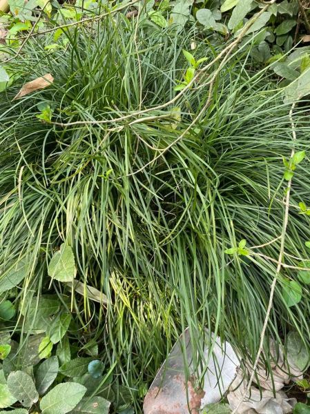 麦冬草价格多少钱一斤_麦冬草批发价和零售价区别-第1张图片-山城妙识