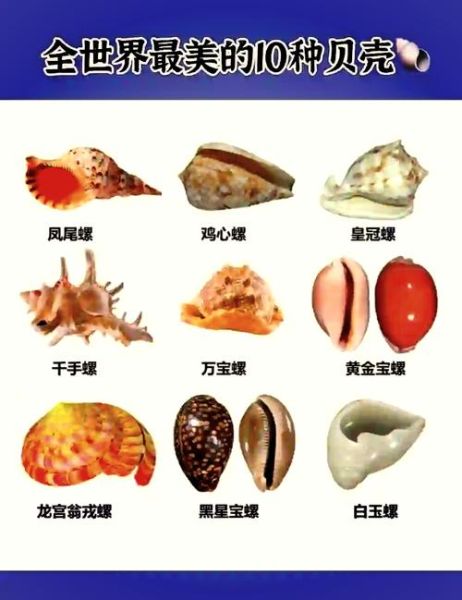贝壳图片大全_如何辨别真假贝壳-第2张图片-山城妙识