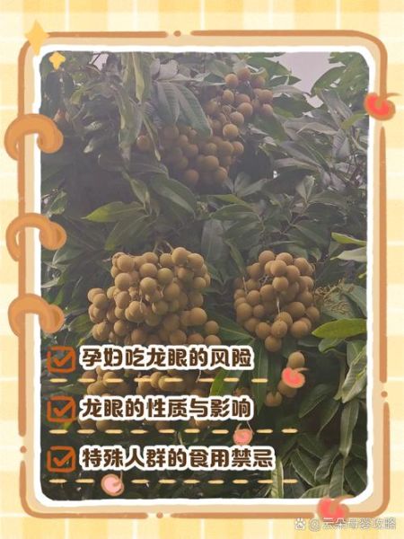 孕妇能吃龙眼吗_孕早期吃龙眼会流产吗-第3张图片-山城妙识