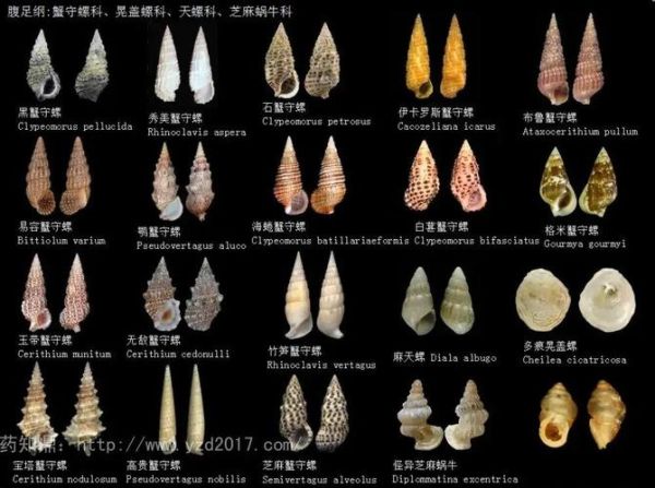 贝壳图片大全_如何辨别真假贝壳-第3张图片-山城妙识