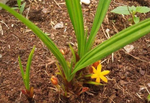 壮阳草药图片大全_哪些草药真正有效-第2张图片-山城妙识