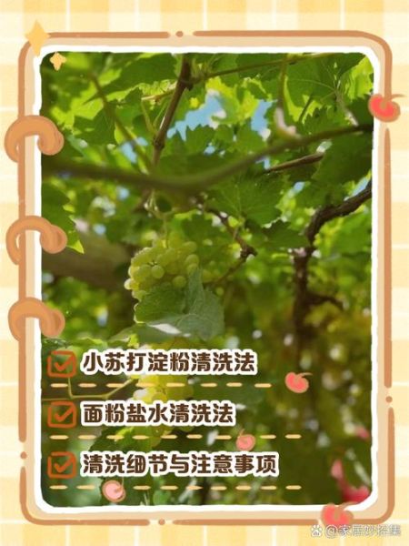 洗葡萄可以用盐水泡吗_盐水泡葡萄的正确方法-第3张图片-山城妙识