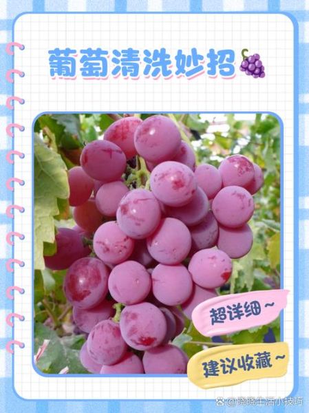 洗葡萄可以用盐水泡吗_盐水泡葡萄的正确方法-第1张图片-山城妙识