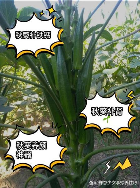 中药秋葵的功效与作用_秋葵怎么吃最补肾-第2张图片-山城妙识