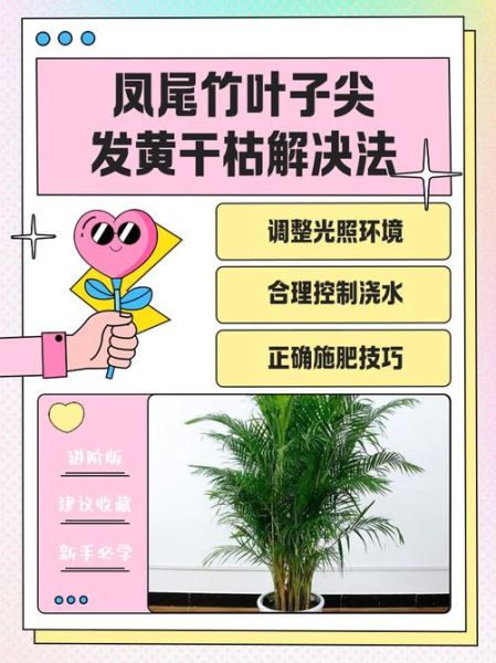 凤尾竹怎么养_凤尾竹叶子发黄怎么办-第1张图片-山城妙识