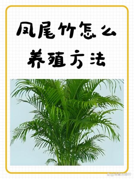凤尾竹怎么养_凤尾竹叶子发黄怎么办-第3张图片-山城妙识