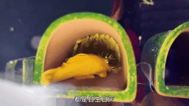 胡子鱼繁殖条件_胡子鱼繁殖水温多少合适-第2张图片-山城妙识 胡子鱼繁殖条件_胡子鱼繁殖水温多少合适-第2张图片-山城妙识