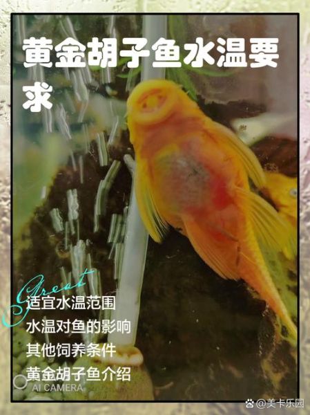 胡子鱼繁殖条件_胡子鱼繁殖水温多少合适-第1张图片-山城妙识 胡子鱼繁殖条件_胡子鱼繁殖水温多少合适-第1张图片-山城妙识