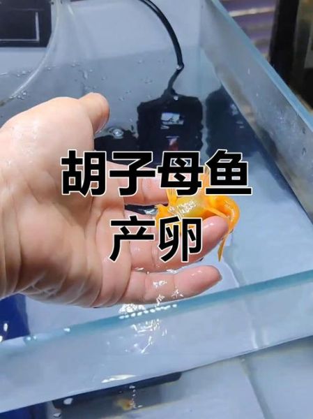 胡子鱼繁殖条件_胡子鱼繁殖水温多少合适-第3张图片-山城妙识 胡子鱼繁殖条件_胡子鱼繁殖水温多少合适-第3张图片-山城妙识