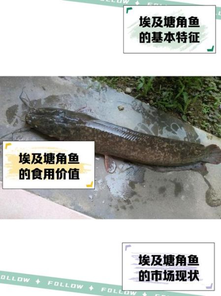 塘角鱼的功效与作用禁忌_哪些人不能吃塘角鱼-第1张图片-山城妙识