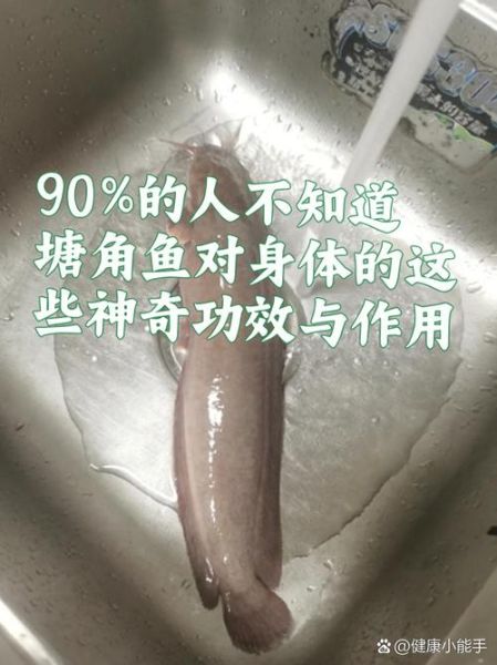塘角鱼的功效与作用禁忌_哪些人不能吃塘角鱼-第3张图片-山城妙识