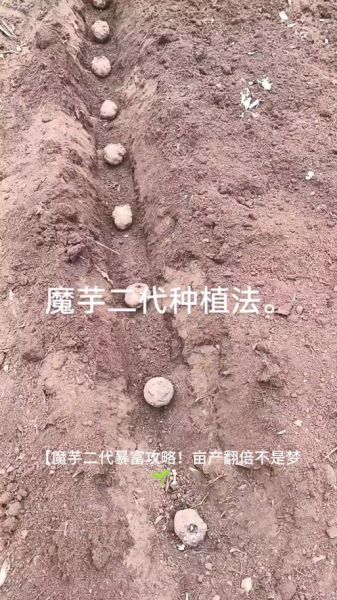 魔芋种植技术_魔芋怎么种产量高-第1张图片-山城妙识