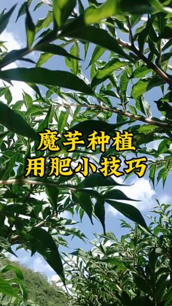 魔芋种植技术_魔芋怎么种产量高-第3张图片-山城妙识