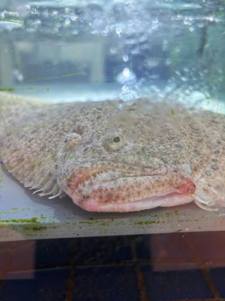 多宝鱼多少钱一斤_多宝鱼价格行情-第2张图片-山城妙识