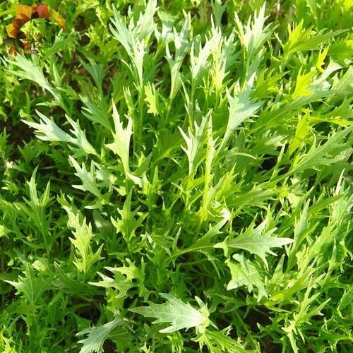 雪里蕻一年可种几茬_雪里蕻种植茬口安排-第3张图片-山城妙识