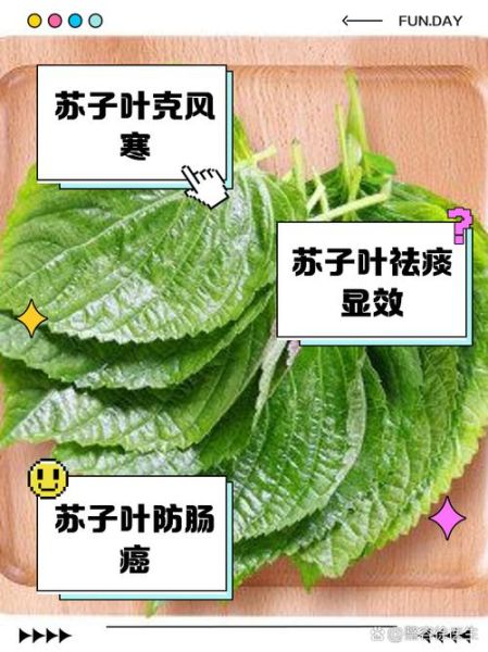 苏子叶的功效与作用适合人群_孕妇能吃吗-第2张图片-山城妙识