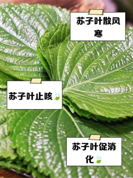 苏子叶的功效与作用适合人群_孕妇能吃吗-第1张图片-山城妙识