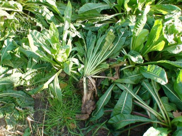 菊苣图片长什么样_菊苣功效与作用有哪些-第1张图片-山城妙识