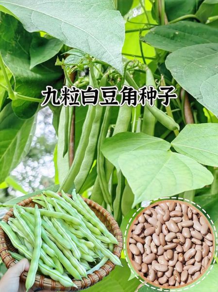芸豆图片大全大图_芸豆品种怎么区分-第2张图片-山城妙识