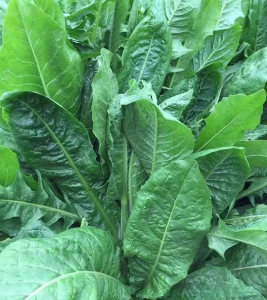 菊苣图片长什么样_菊苣功效与作用有哪些-第2张图片-山城妙识