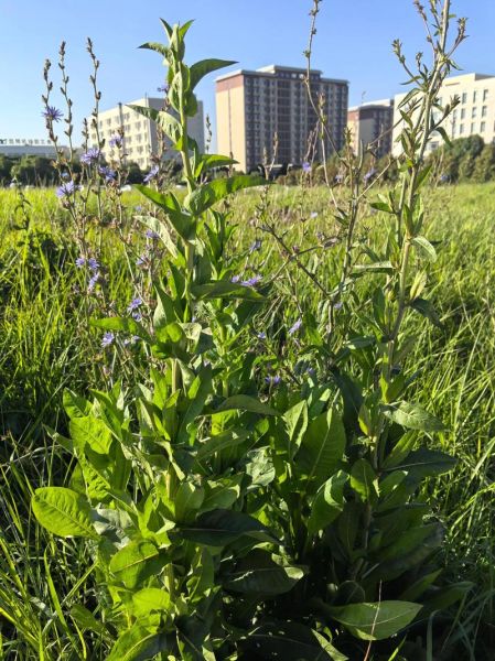 菊苣图片长什么样_菊苣功效与作用有哪些-第3张图片-山城妙识