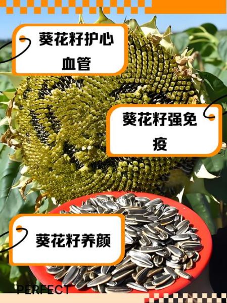 吃葵花籽有什么好处_每天吃多少合适-第1张图片-山城妙识