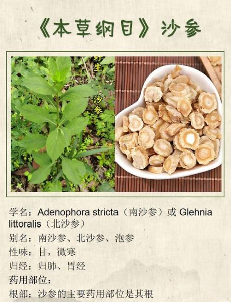 沙参的功效与作用吃法_沙参怎么吃效果最好-第1张图片-山城妙识