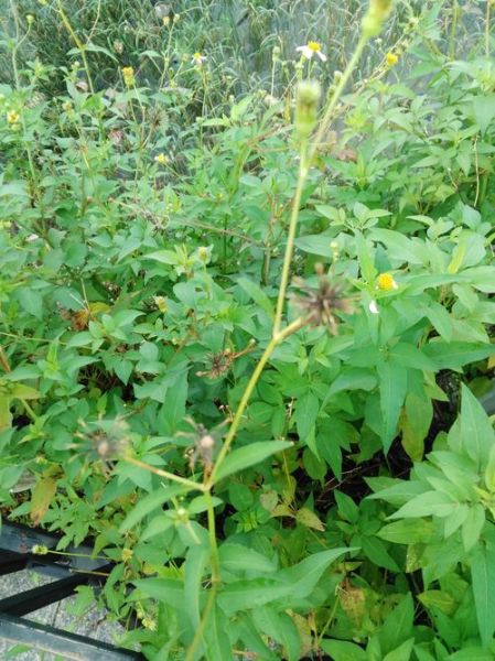 鬼针草降压效果真的好吗_鬼针草降压有副作用吗-第3张图片-山城妙识