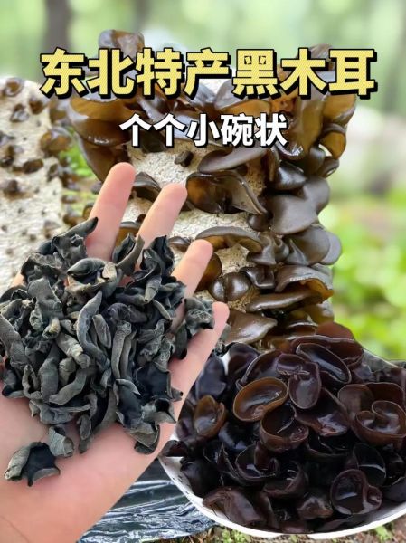 那种超大的木耳是什么品种_东北毛木耳与地栽黑木耳区别-第1张图片-山城妙识
