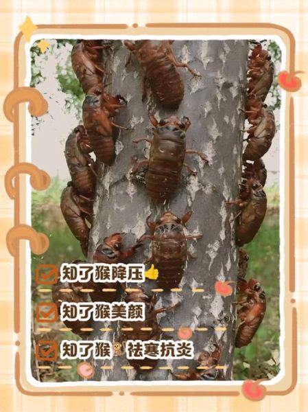 男人吃知了猴的功效与作用_男人吃知了猴补肾壮阳吗-第1张图片-山城妙识 男人吃知了猴的功效与作用_男人吃知了猴补肾壮阳吗-第1张图片-山城妙识