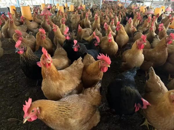 土鸡多少钱一斤_土鸡价格为什么差别大-第3张图片-山城妙识