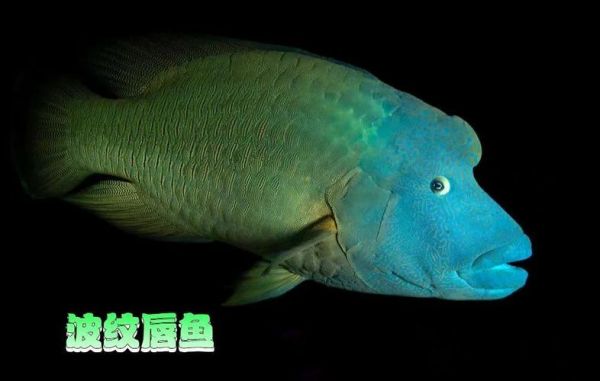 苏眉鱼2000元一斤_为什么这么贵-第2张图片-山城妙识