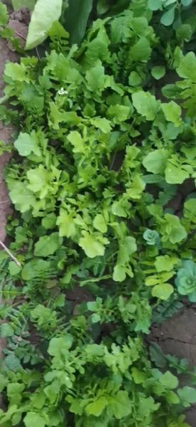 地米菜图片_地米菜长什么样-第1张图片-山城妙识