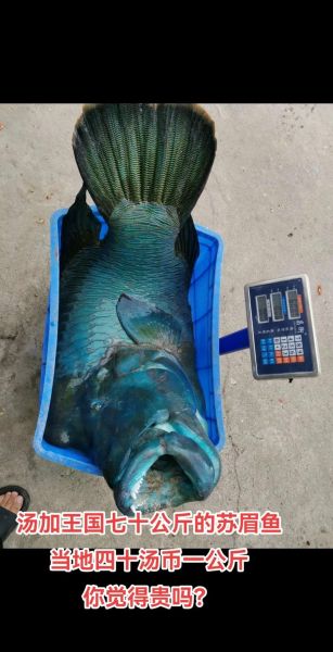 苏眉鱼2000元一斤_为什么这么贵-第3张图片-山城妙识