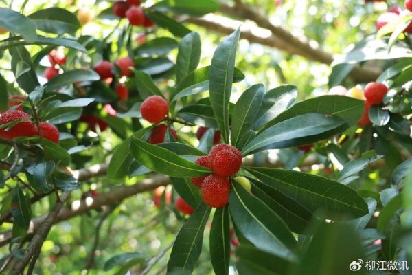 杨梅图片怎么拍好看_杨梅高清图片哪里找-第3张图片-山城妙识 杨梅图片怎么拍好看_杨梅高清图片哪里找-第3张图片-山城妙识