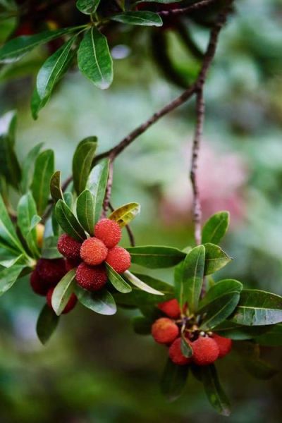 杨梅图片怎么拍好看_杨梅高清图片哪里找-第2张图片-山城妙识 杨梅图片怎么拍好看_杨梅高清图片哪里找-第2张图片-山城妙识