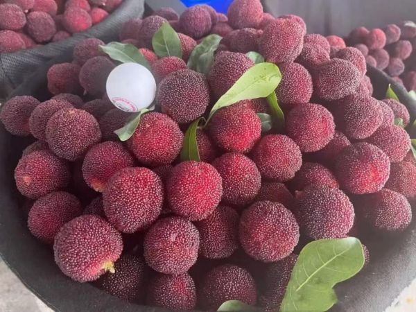 杨梅图片怎么拍好看_杨梅高清图片哪里找-第1张图片-山城妙识 杨梅图片怎么拍好看_杨梅高清图片哪里找-第1张图片-山城妙识