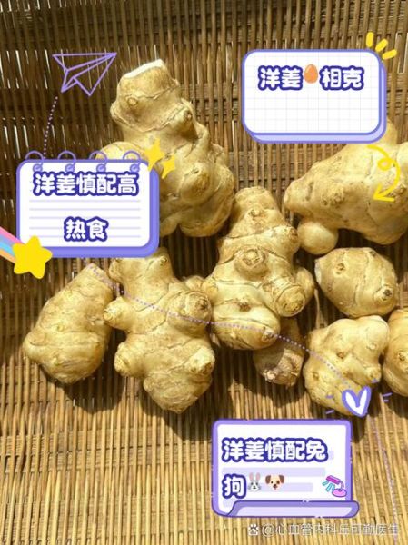 洋姜不能和什么一起吃_洋姜相克食物有哪些-第1张图片-山城妙识