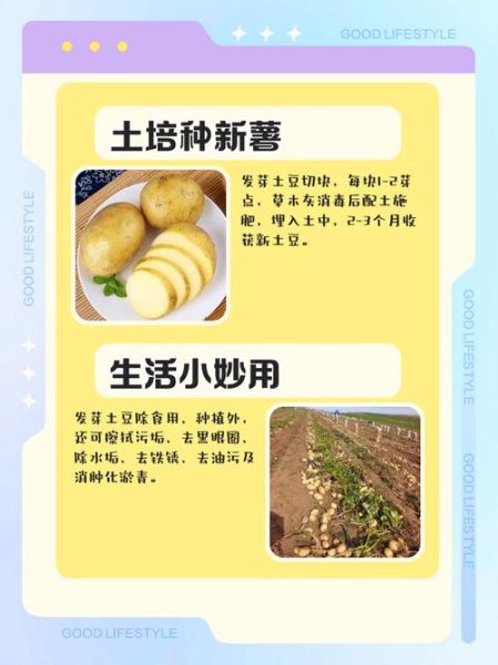 吃了发芽土豆怎么解毒_土豆发芽中毒急救方法-第3张图片-山城妙识