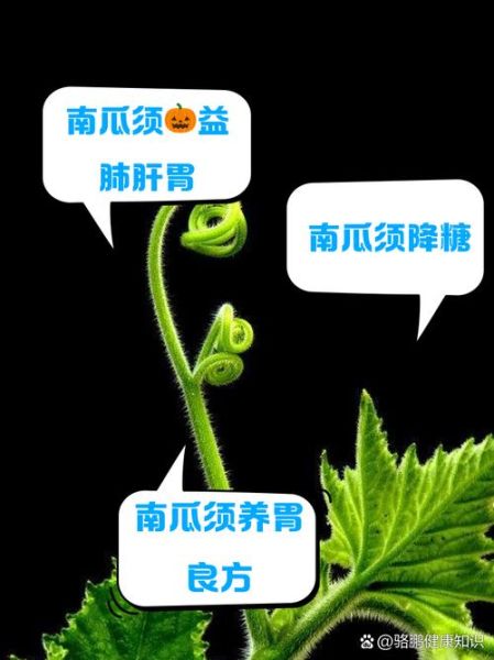 南瓜须怎么做好吃_南瓜须的家常做法大全-第2张图片-山城妙识