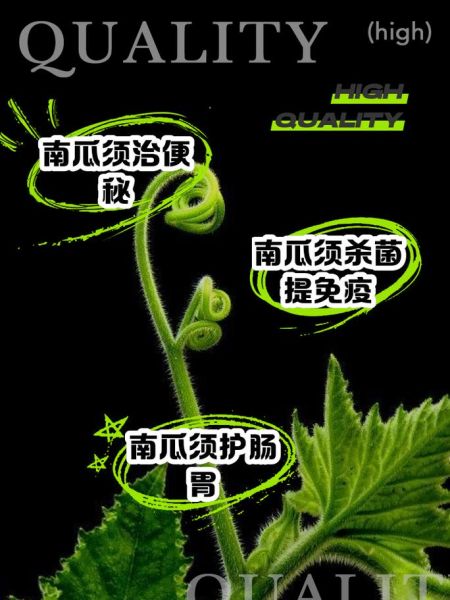 南瓜须怎么做好吃_南瓜须的家常做法大全-第1张图片-山城妙识