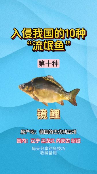 三道鳞多少钱一斤_2024最新价格-第3张图片-山城妙识